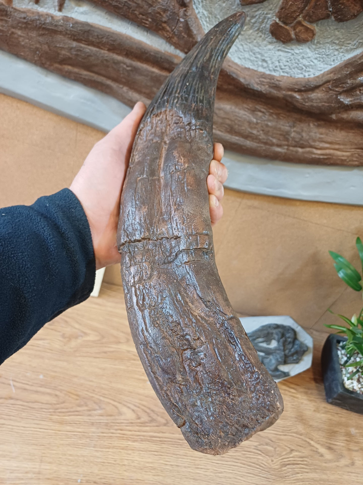 Pliosaurus Life Size Massive Tooth Replica Prop 38cm Long — The ...