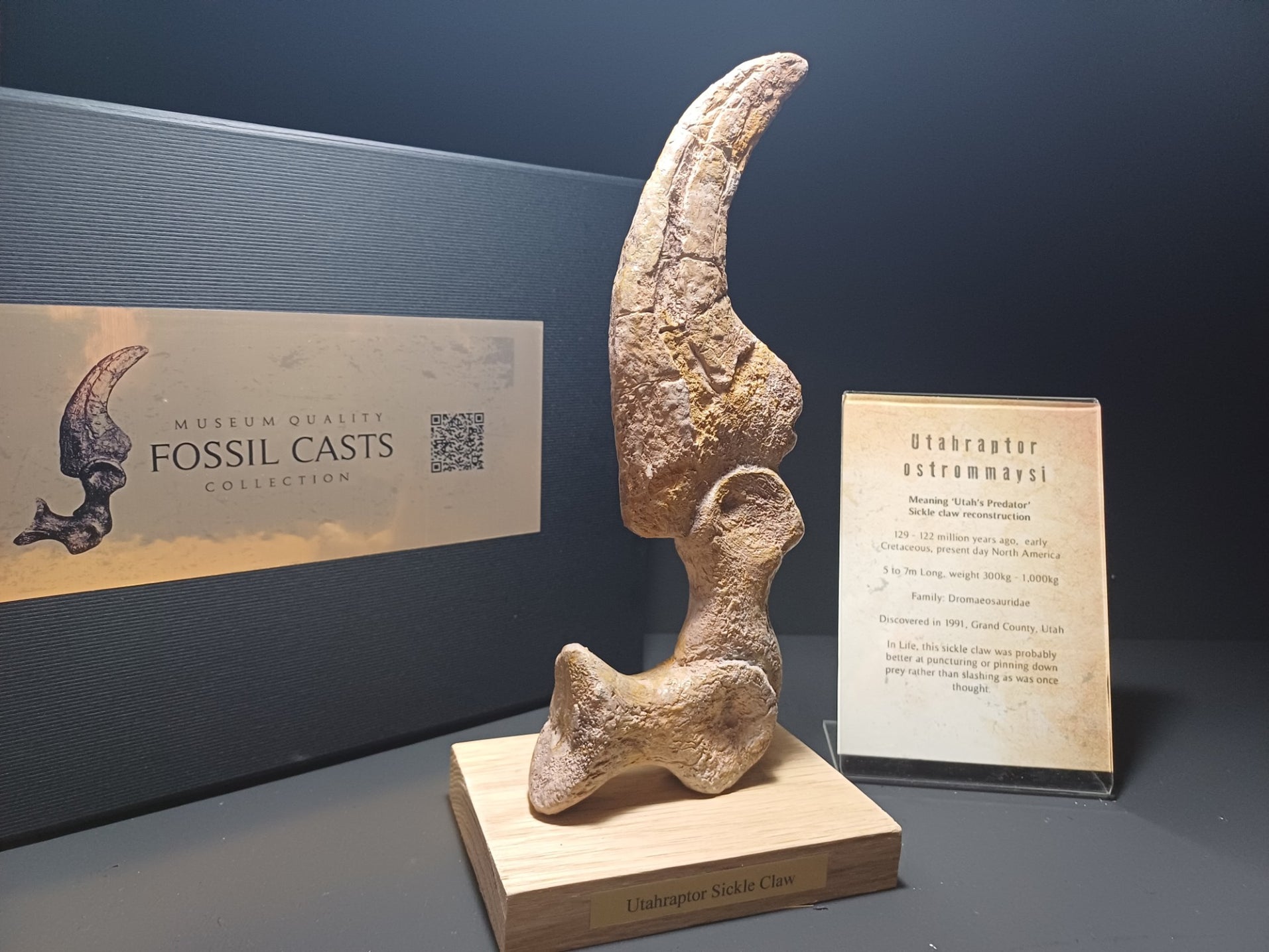 Museum Quality Utahraptor Sickle Claw With Oak Display Stand, Infograp ...
