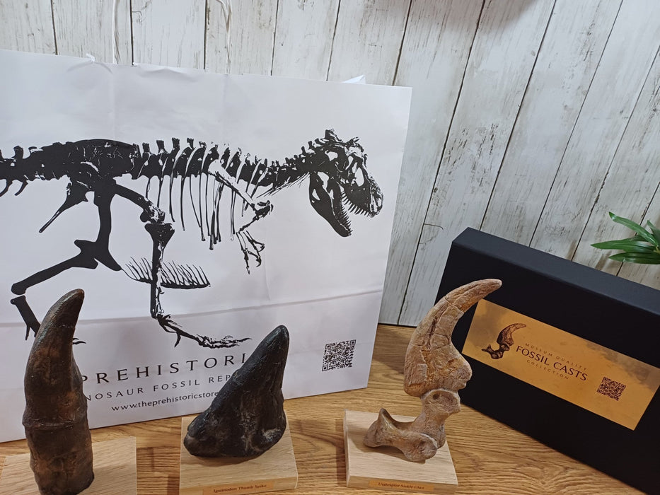 Museum Quality Allosaurus fragilis Claw Cast With Oak Display Stand, I ...