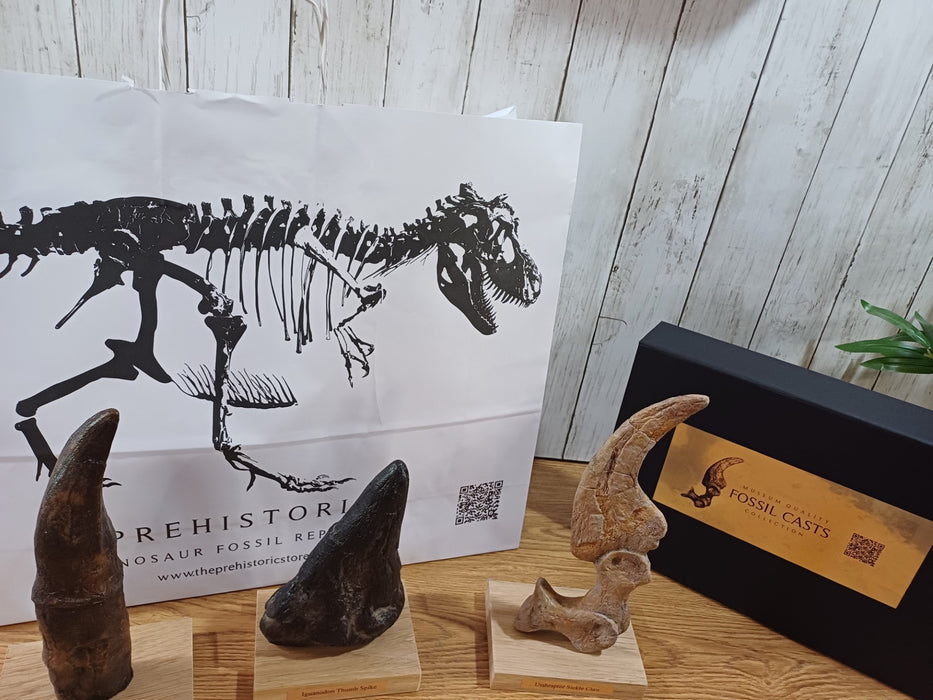 Museum Quality Utahraptor Sickle Claw With Oak Display Stand, Infograp ...