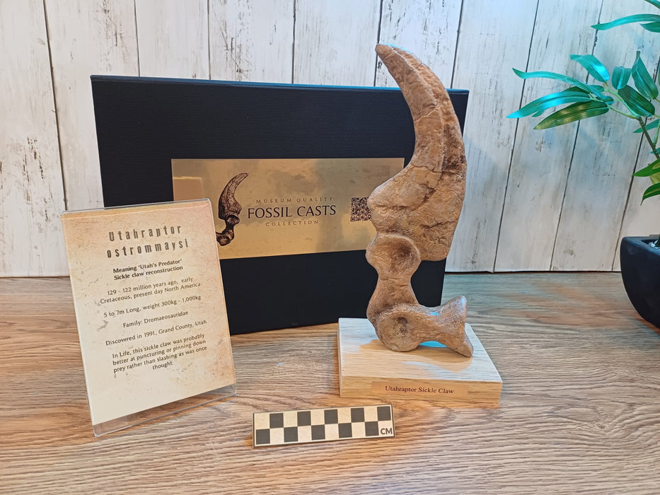Museum Quality Utahraptor Sickle Claw With Oak Display Stand, Infograp ...