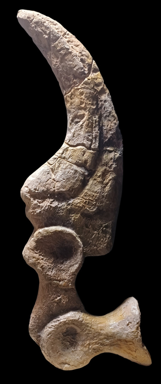 Museum Quality Utahraptor Sickle Claw With Oak Display Stand, Infograp ...