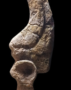 Museum Quality Utahraptor Sickle Claw With Oak Display Stand, Infograp ...