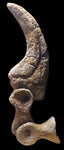 Utahraptor Sickle Claw — The Prehistoric Store