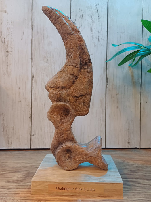 Museum Quality Utahraptor Sickle Claw With Oak Display Stand, Infograp ...