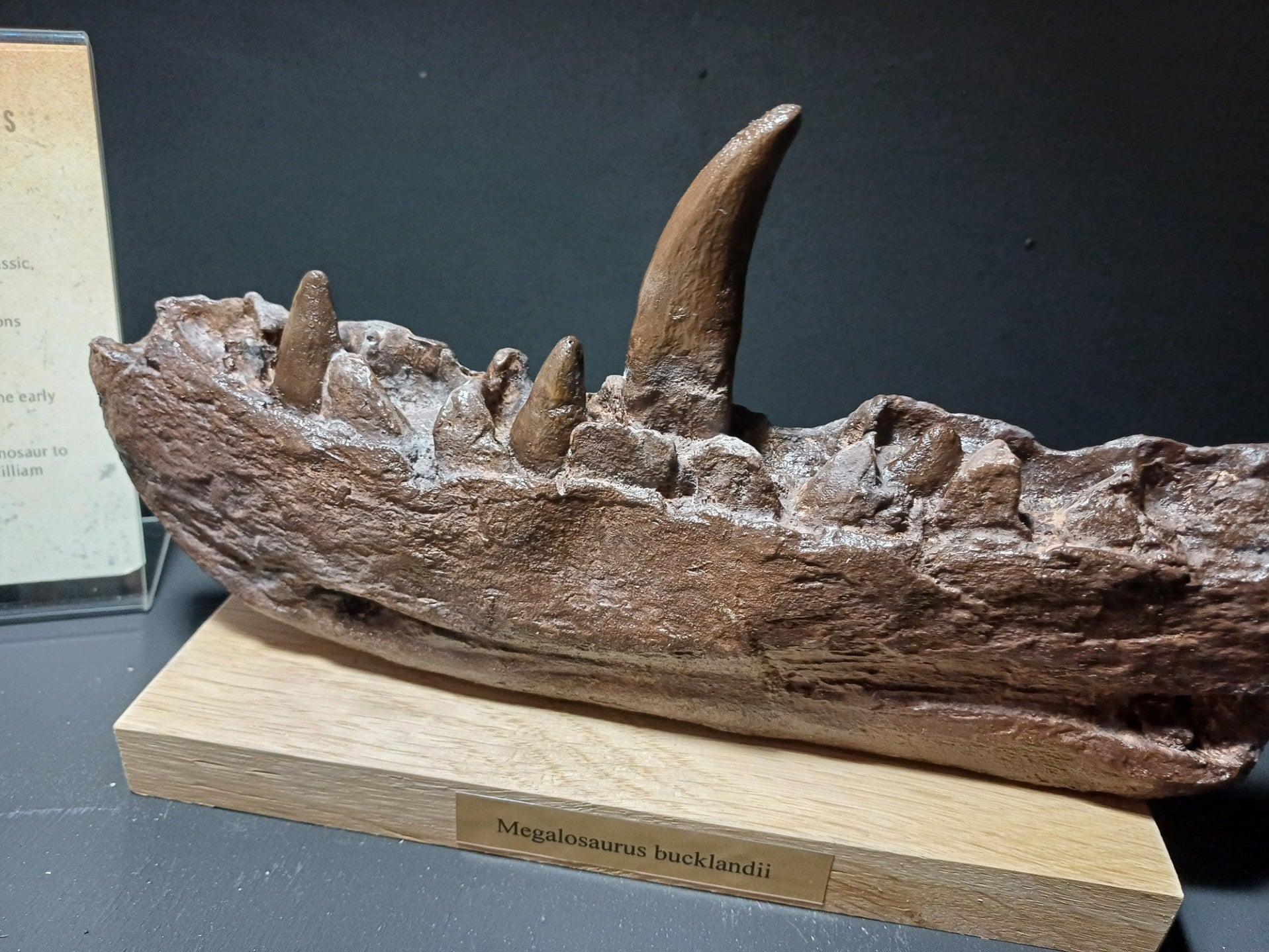 Bespoke life sized Dinosaur Fossil Replicas — The Prehistoric Store