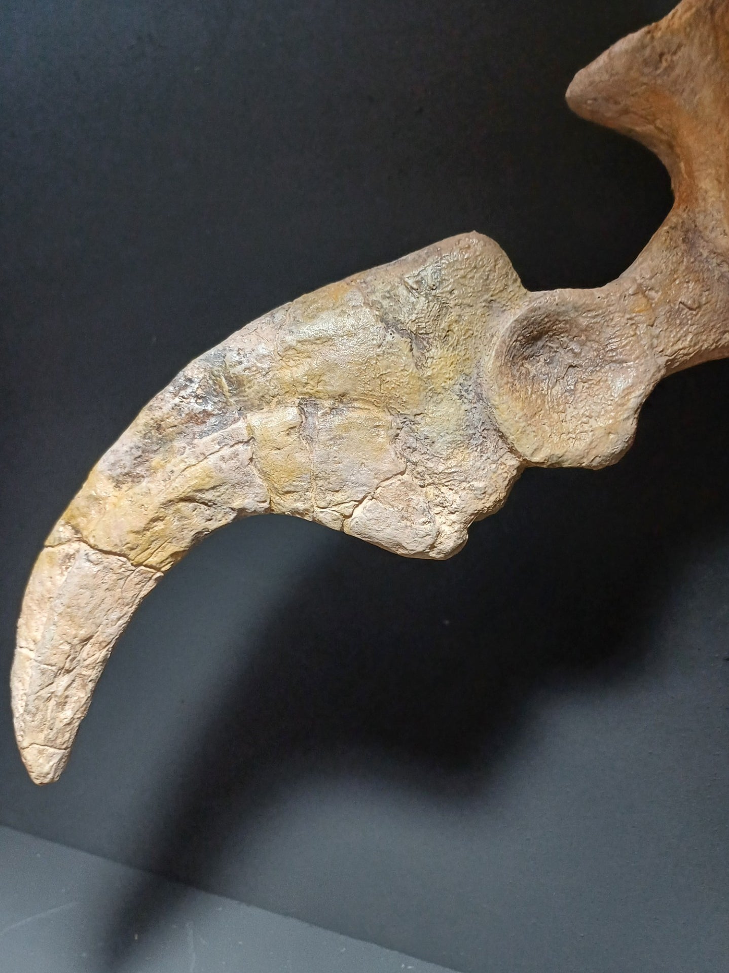 Museum Quality Utahraptor Sickle Claw With Oak Display Stand, Infograp ...