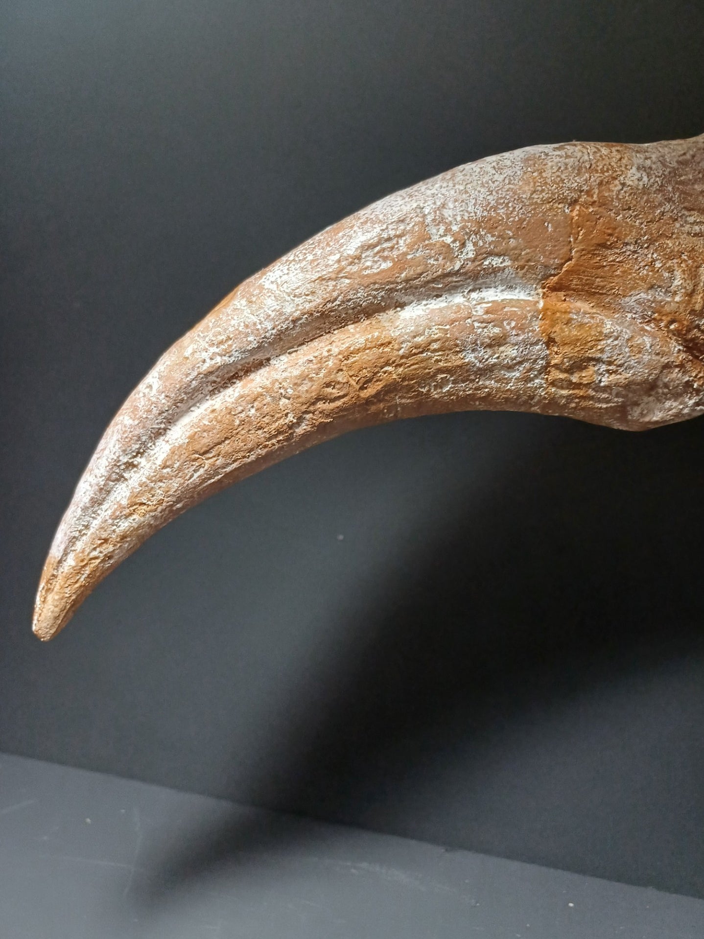 Museum Quality Spinosaurus aegyptiacus Hand Claw Cast With Oak Display ...