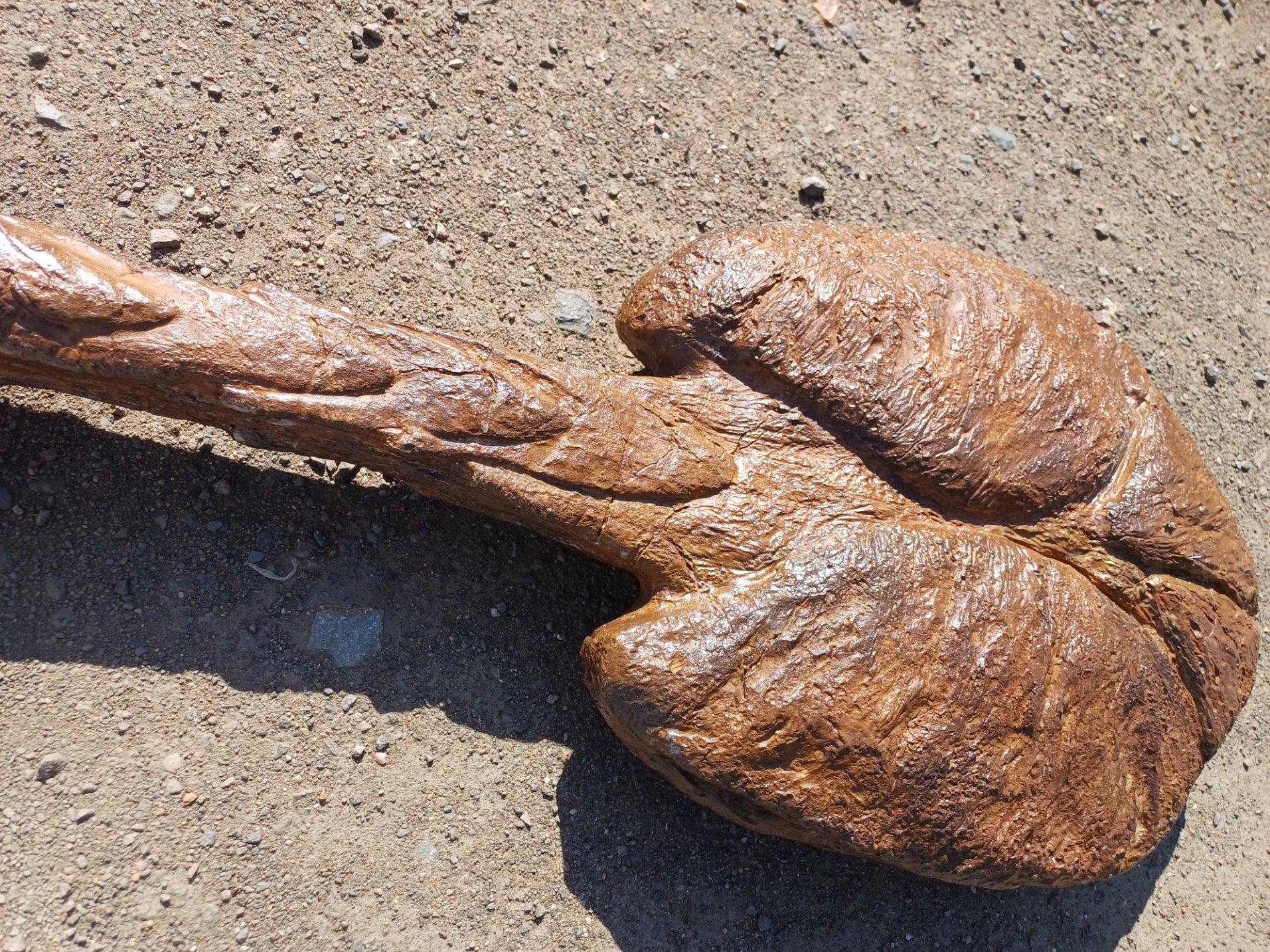 Ankylosaurus magniventris Life Sized Tail Club Replica — The ...