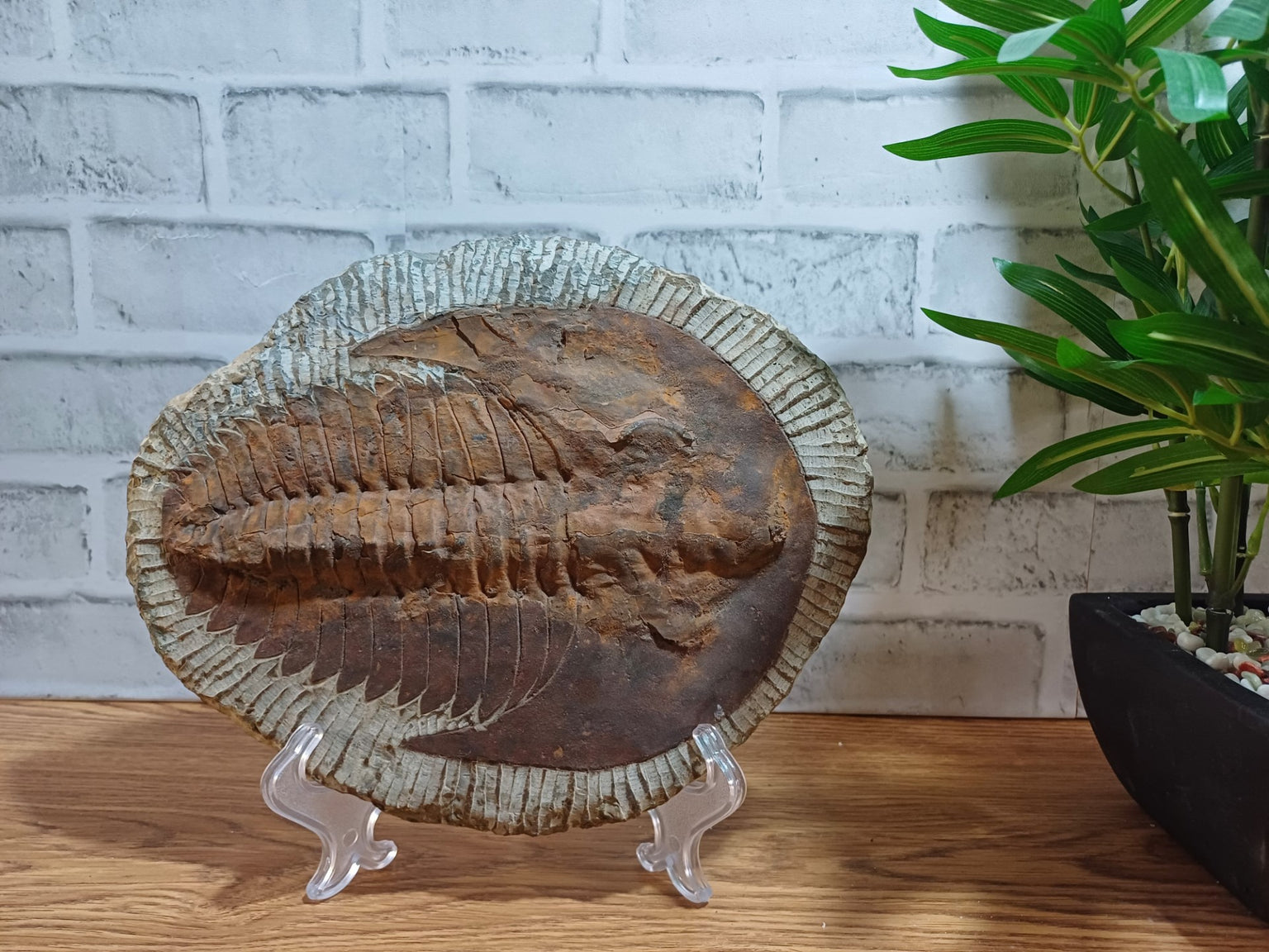 Bespoke life sized Dinosaur Fossil Replicas — The Prehistoric Store