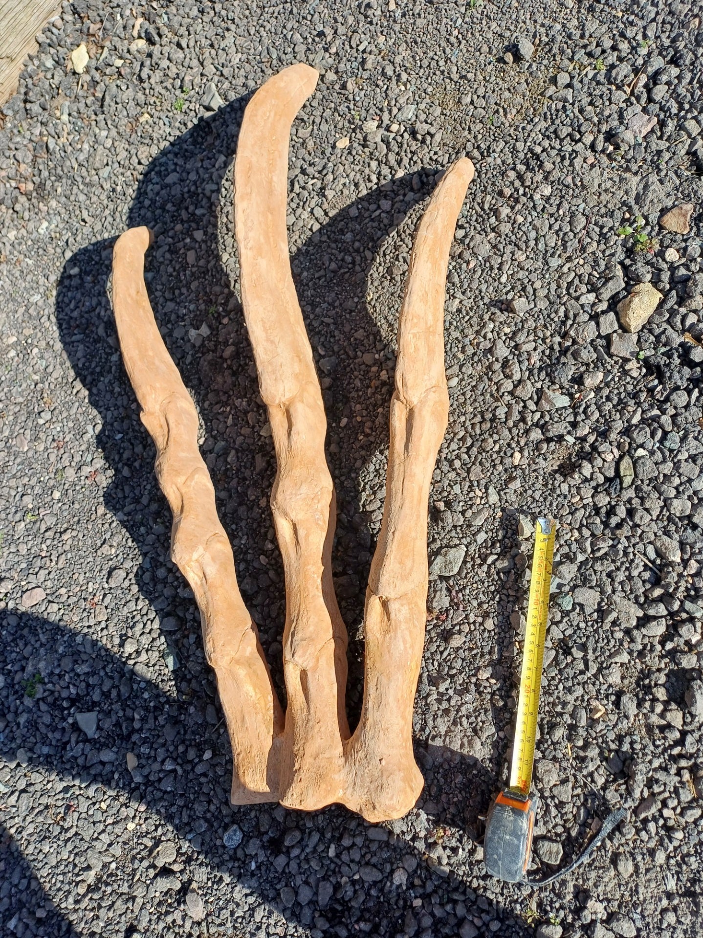 Therizinosaurus Fossilized Claws and Hand 4 foot Life Sized Replica ...