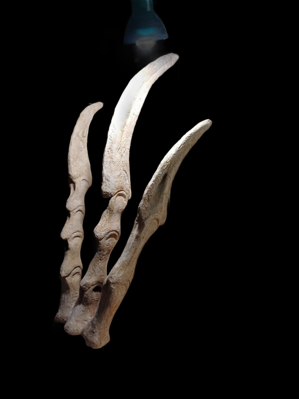 Therizinosaurus Fossilized Claws and Hand 4 foot Life Sized Replica ...
