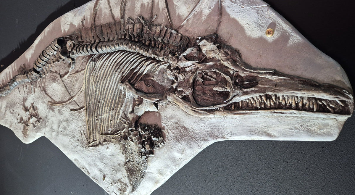 Icthyosaur breviceps Life Sized Cast — The Prehistoric Store