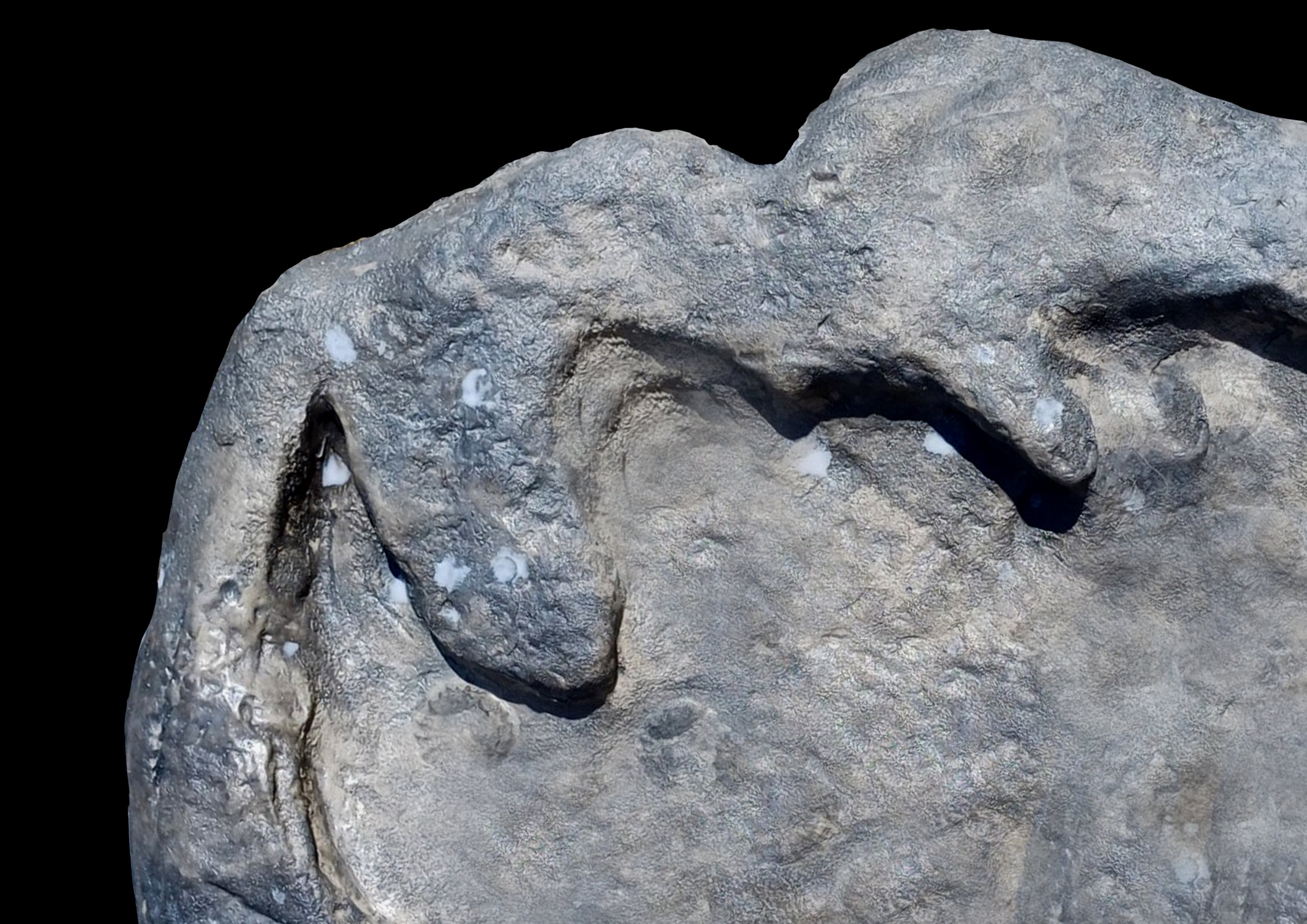 UK Sauropod Footprint Replica 44cm — The Prehistoric Store