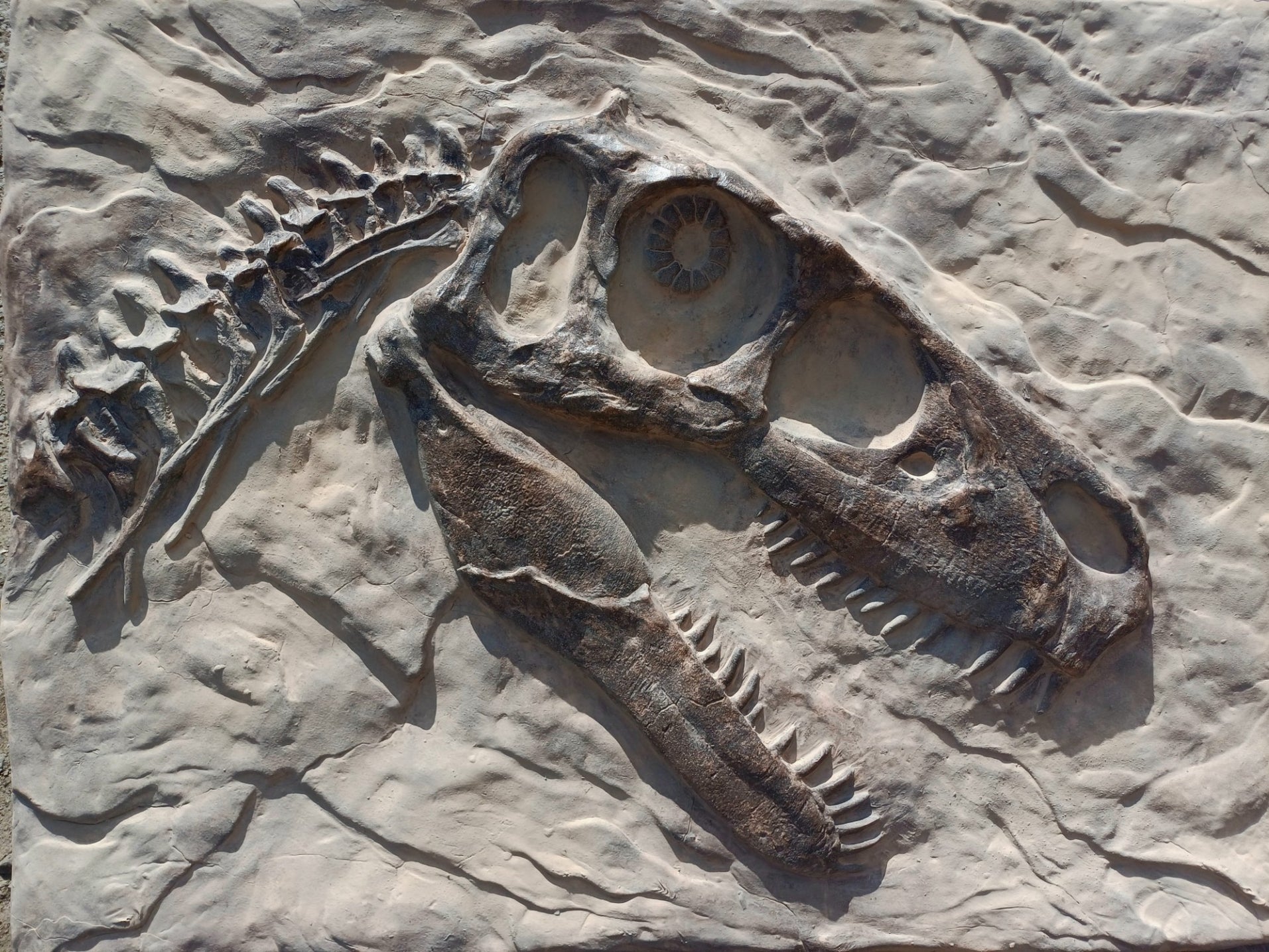 Life Size Utahraptor Wall Display Panel 98cm X 76cm (Copy) — The ...