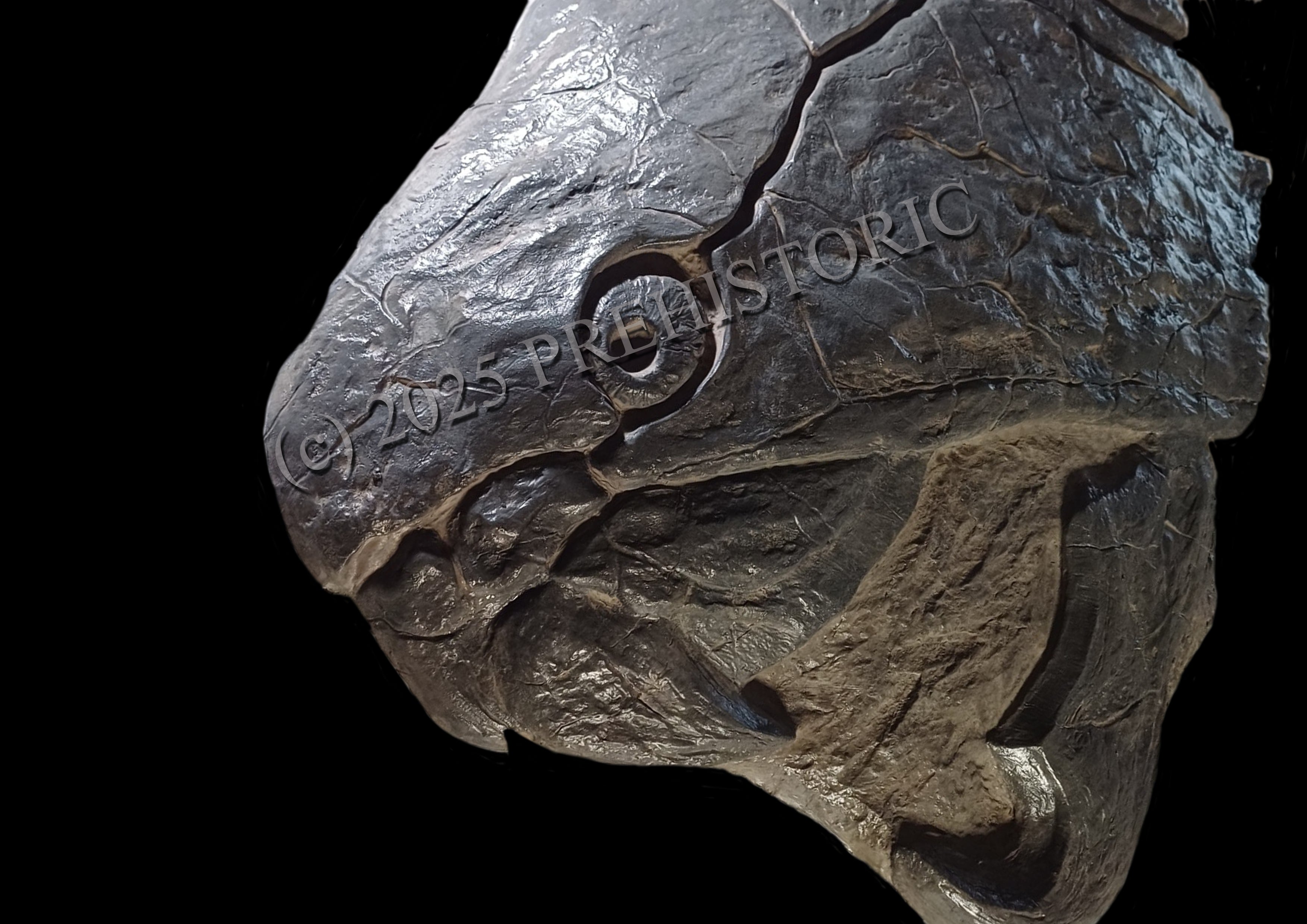Dunkleosteus Life Size Skull Replica 80cm long — The Prehistoric Store