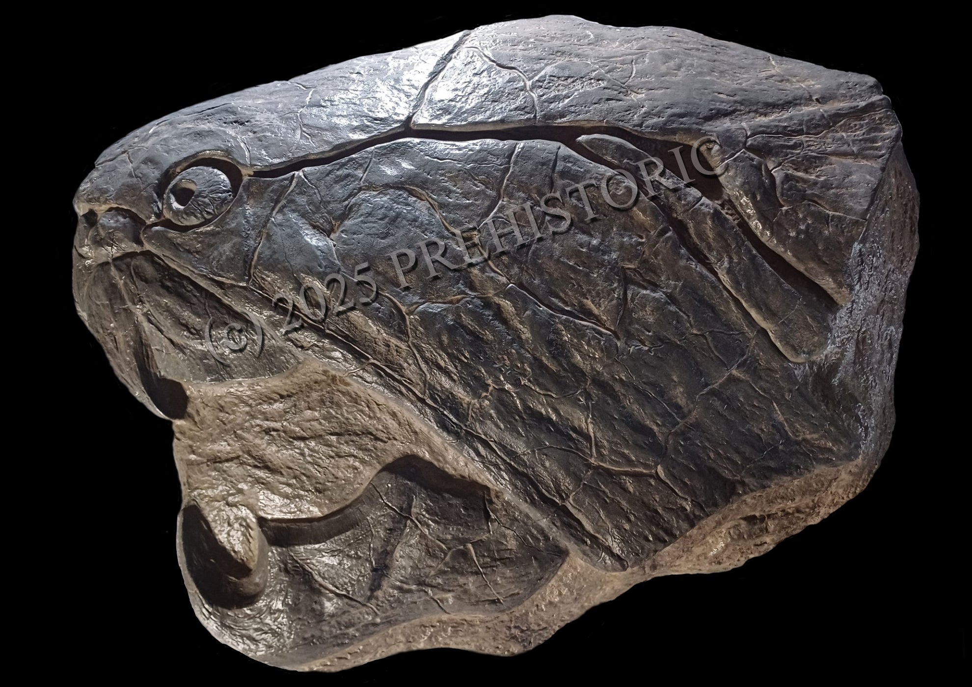Dunkleosteus Life Size Skull Replica 80cm long — The Prehistoric Store