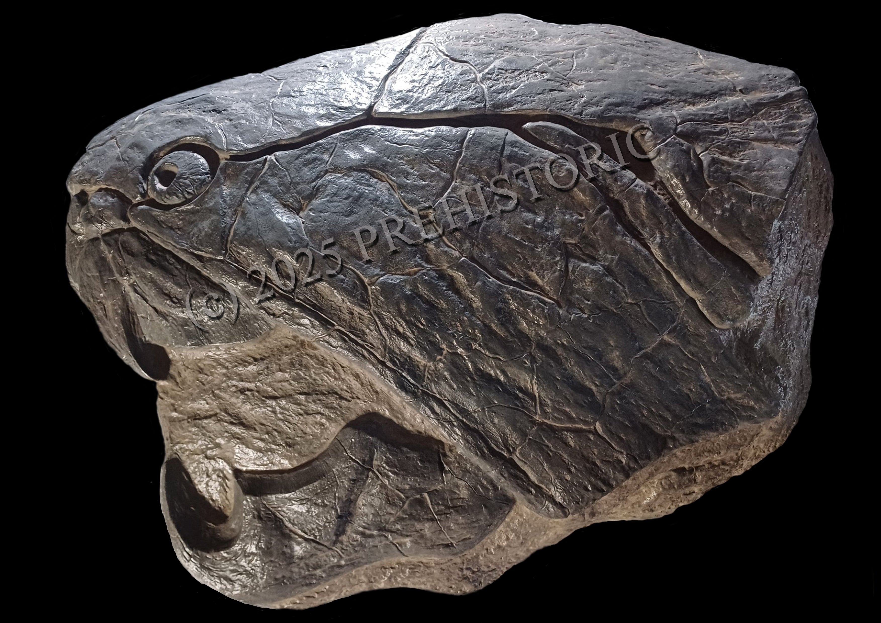Dunkleosteus Life Size Skull Replica 80cm long — The Prehistoric Store