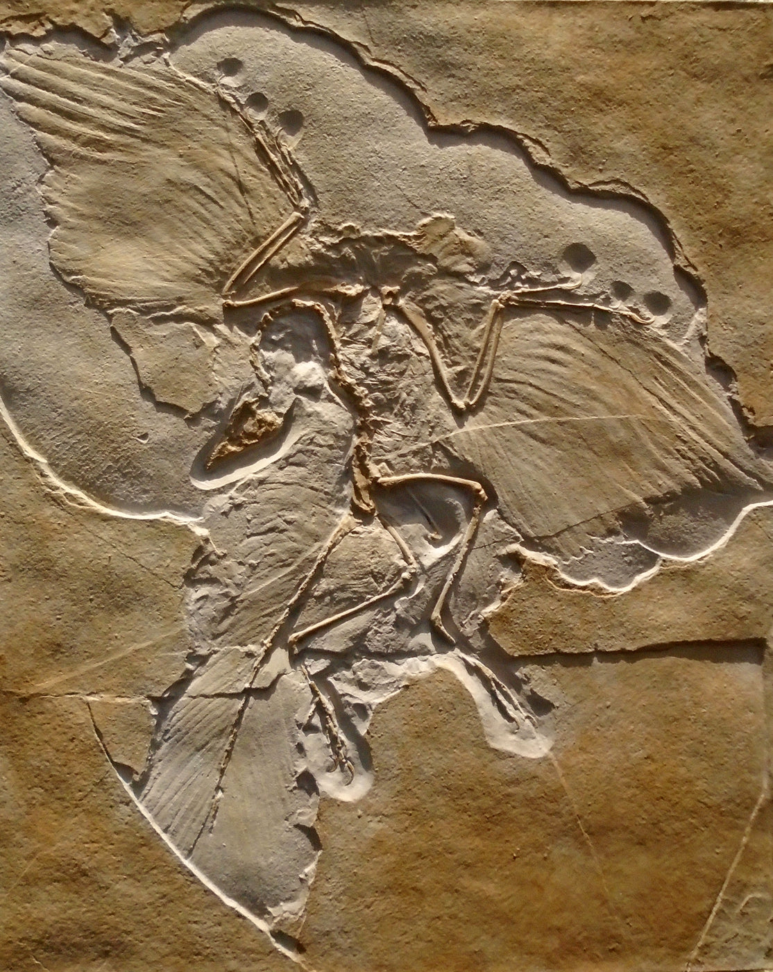 Archaeopteryx Life Sized Fossil Replica Wall Mount — The Prehistoric Store