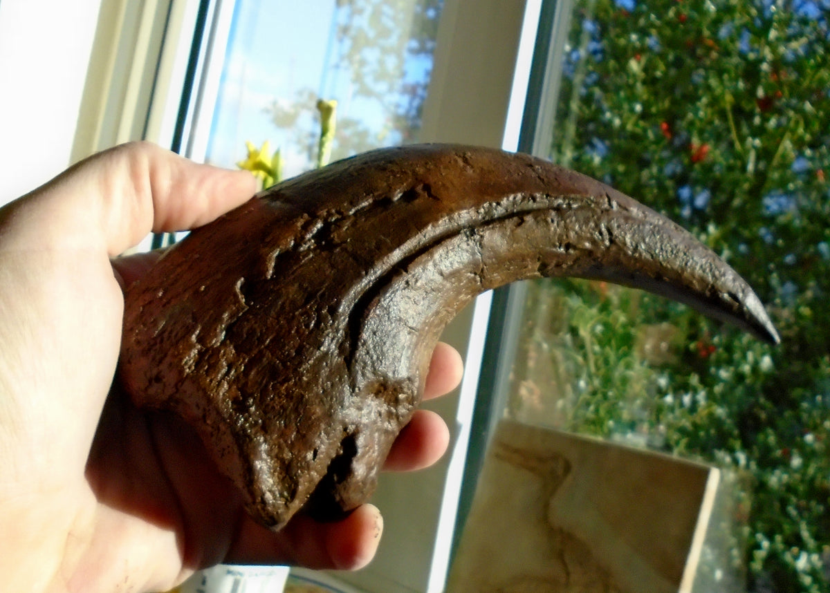 Baryonyx Life Sized 11" Claw Replica — The Prehistoric Store