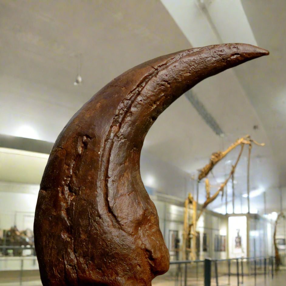 Baryonyx Life Sized 11" Claw Replica — The Prehistoric Store