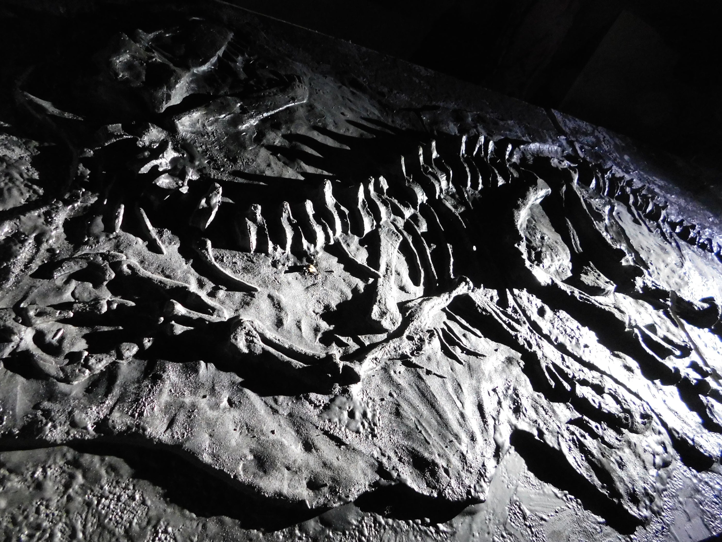 Utahraptor full Wall mountable Skeleton/Dig panel with cluster of eggs ...