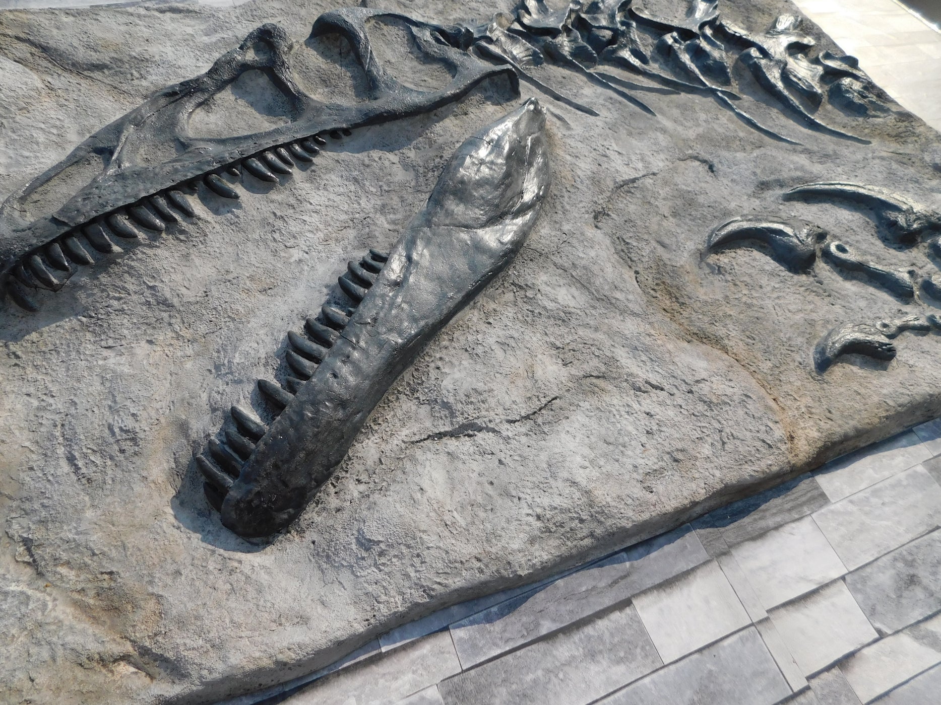 Allosaurus Life Sized Wall Mountable Skull Replica 110cm X 70cm Fossil ...