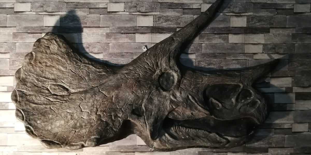 Triceratops prorsus Life Sized 1.3m Skull Replica — The Prehistoric Store