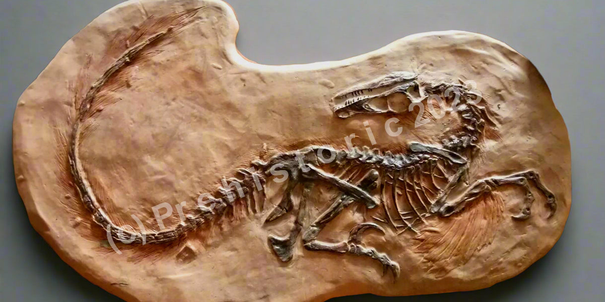 Velociraptor mongoliensis Life Size 'Death Pose' Skeleton Wall Display ...