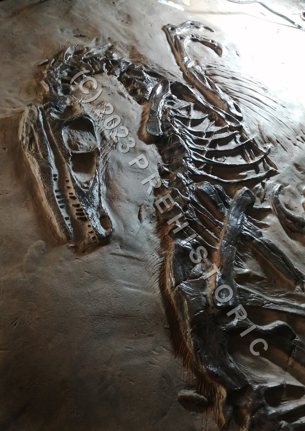 Velociraptor mongoliensis Life Size 'Death Pose' Skeleton Wall Display ...