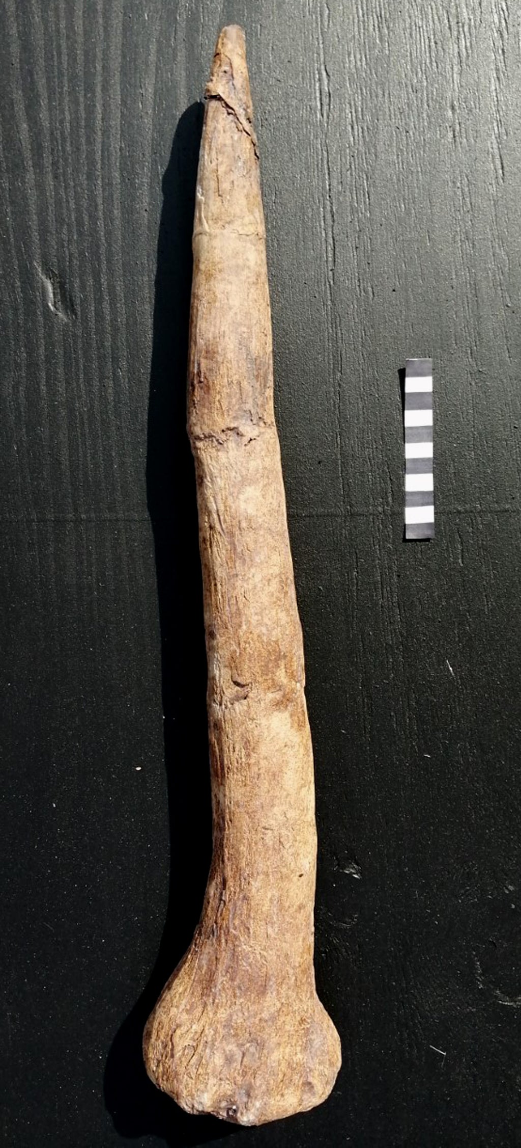 Bespoke life sized Dinosaur Fossil Replicas — The Prehistoric Store