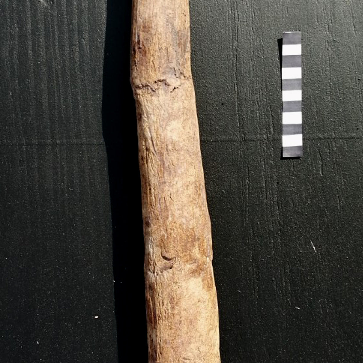 Stegosaurus Life Sized 'Thagomizer' Tail Spike — The Prehistoric Store