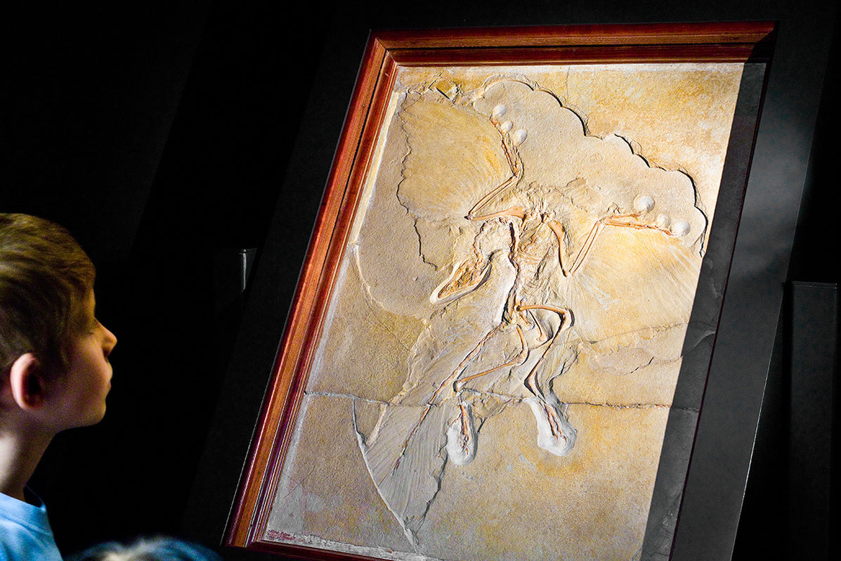 Archaeopteryx Life Sized Fossil Replica Wall Mount — The Prehistoric Store