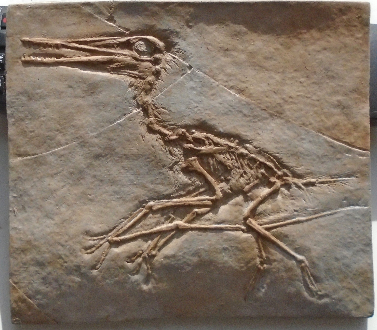 Bespoke life sized Dinosaur Fossil Replicas — The Prehistoric Store
