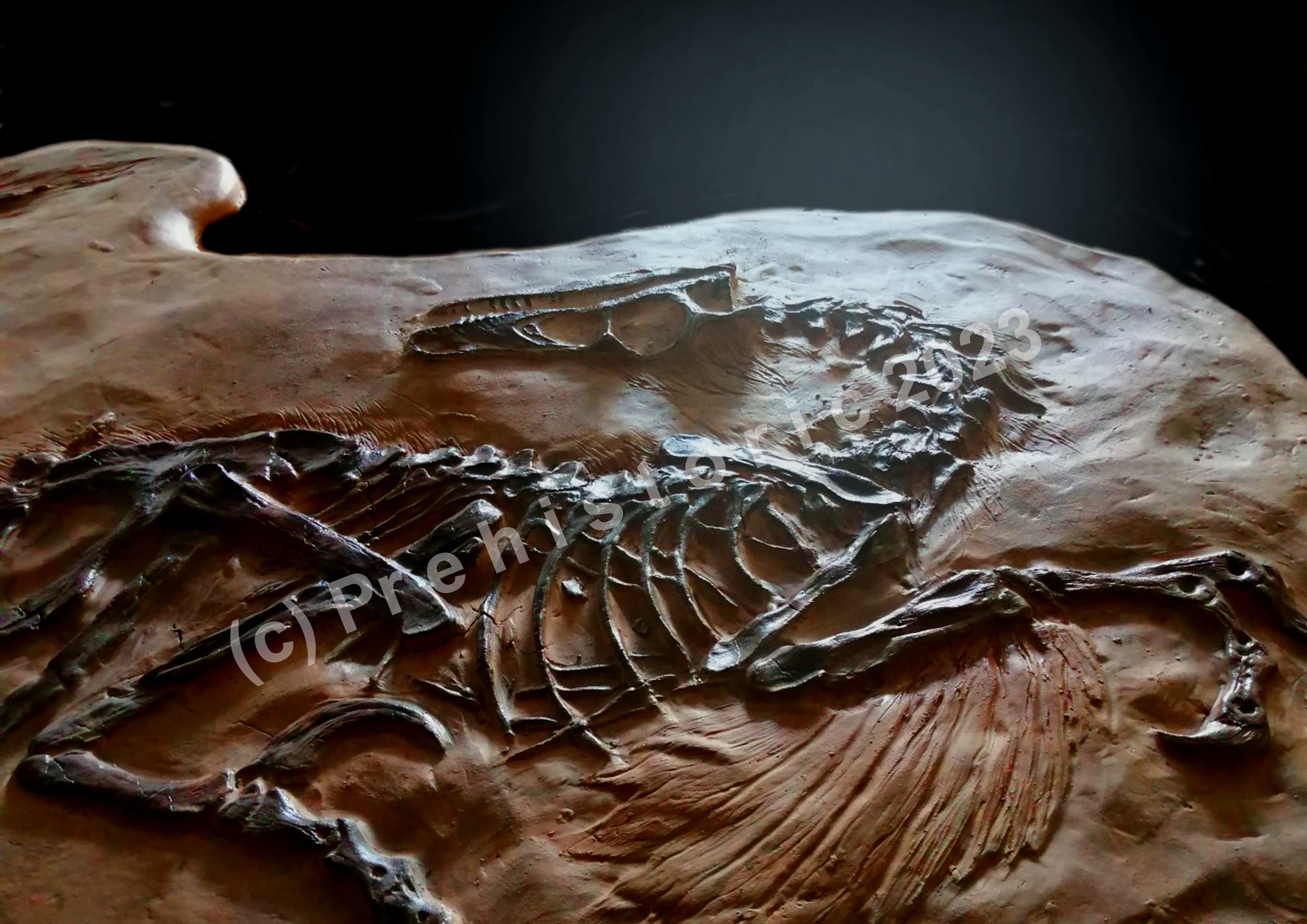 Velociraptor mongoliensis Life Size 'Death Pose' Skeleton Wall Display ...