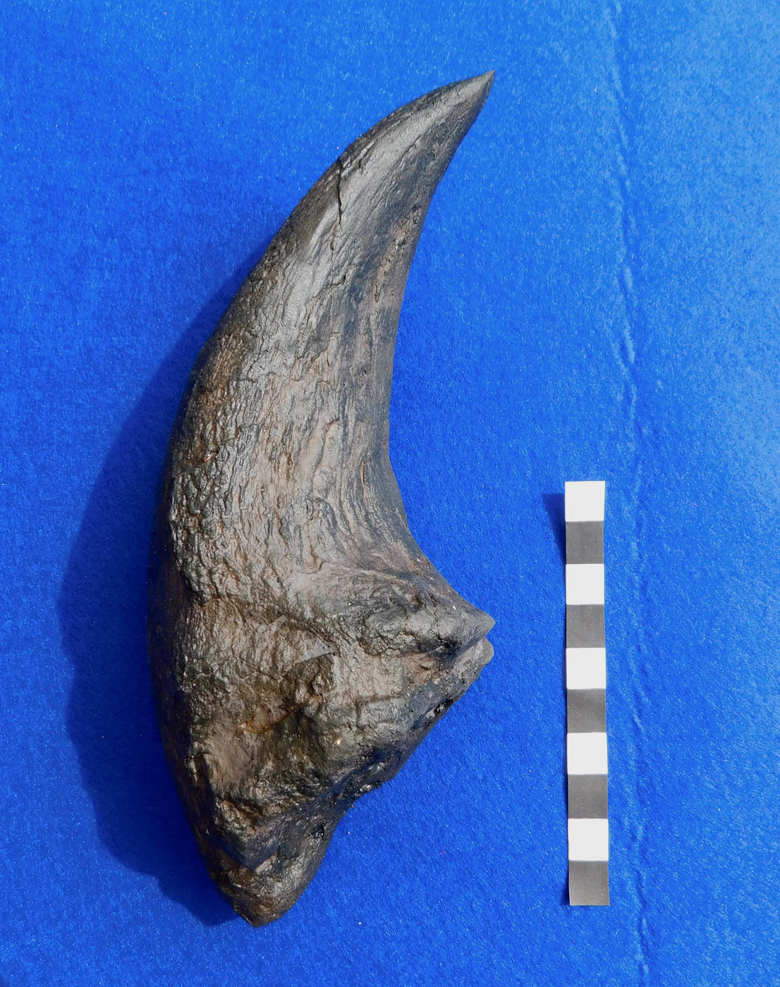 Tyrannosaurus rex Life Size Pes (foot) Claw Replica — The Prehistoric Store