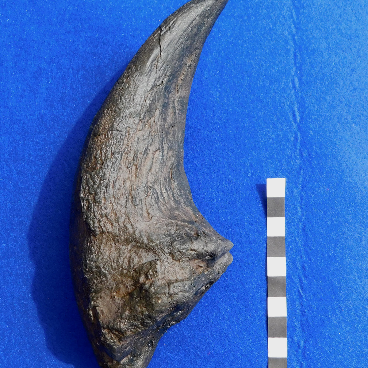 Tyrannosaurus rex Life Size Pes (foot) Claw Replica — The Prehistoric Store