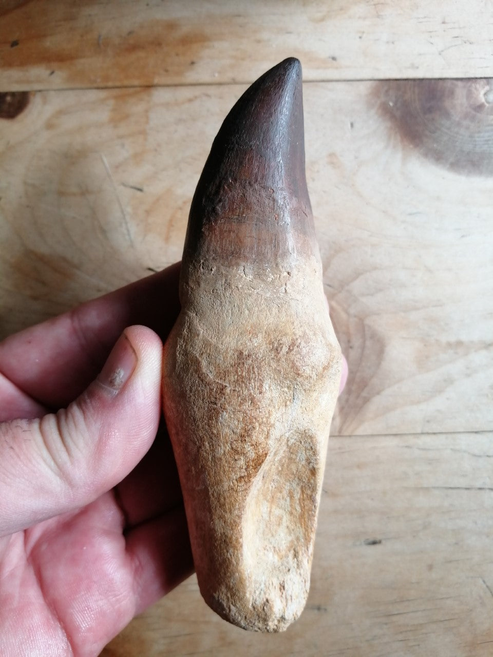 mosasaurus tooth
