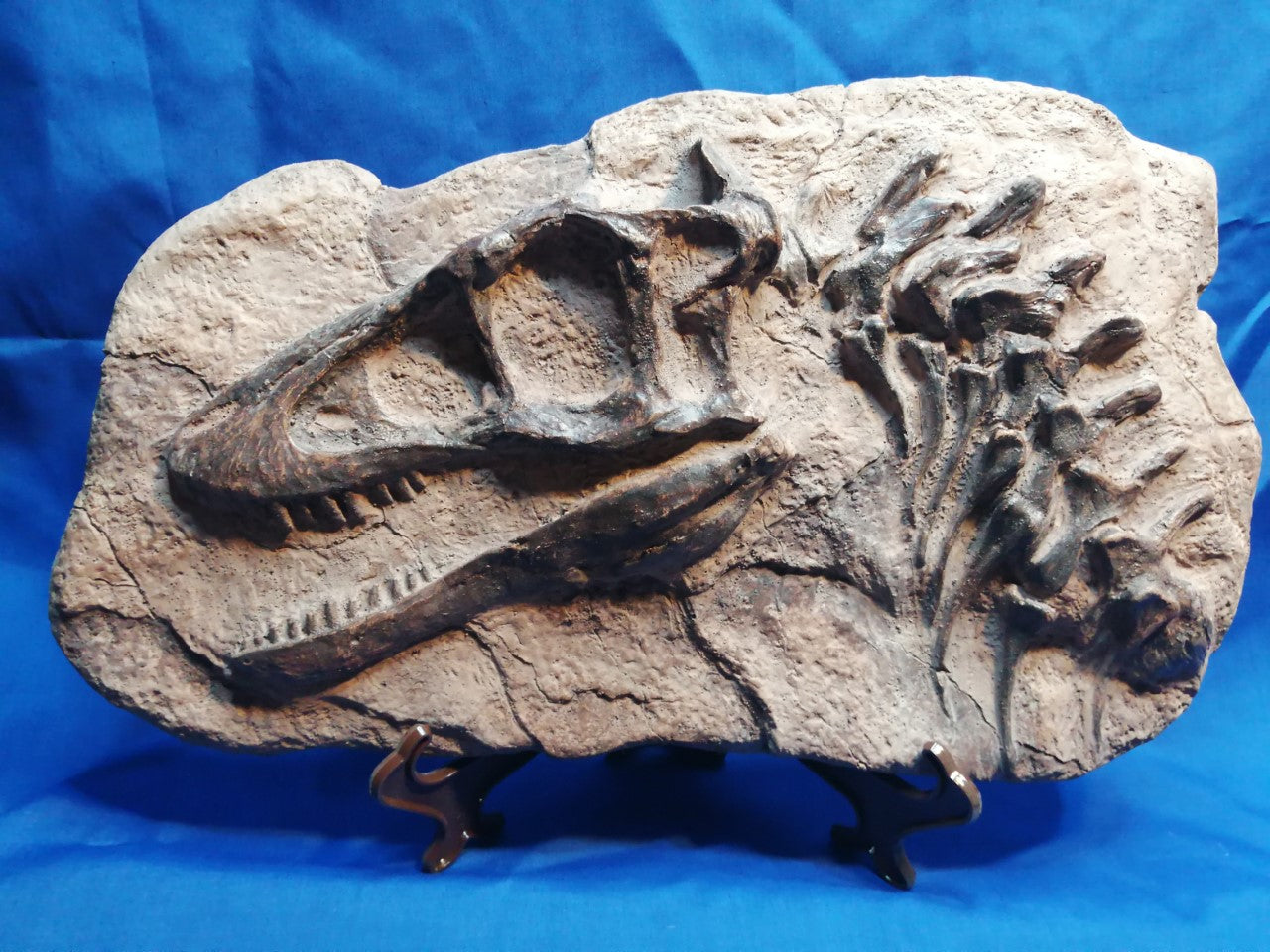 Bespoke life sized Dinosaur Fossil Replicas — The Prehistoric Store