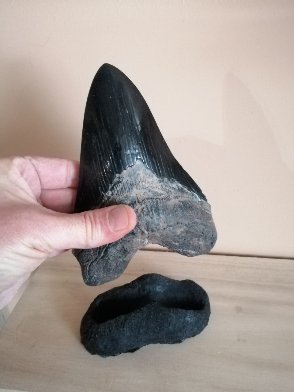 Massive 7" Megalodon Tooth Replica Includes Free Removeable Display Ba ...