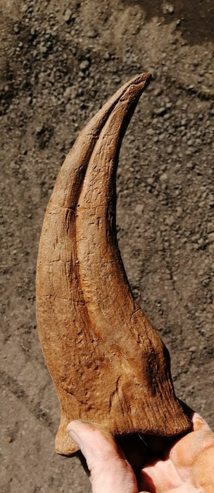 Spinosaurus aegyptiacus 'Thumb' Claw - Massive 11" Around The Curve ...