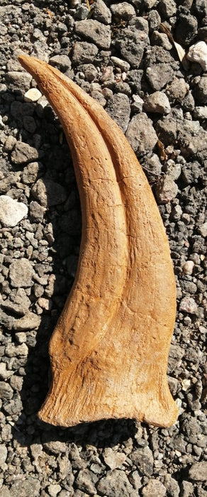 Spinosaurus aegyptiacus 'Thumb' Claw - Massive 11" Around The Curve ...