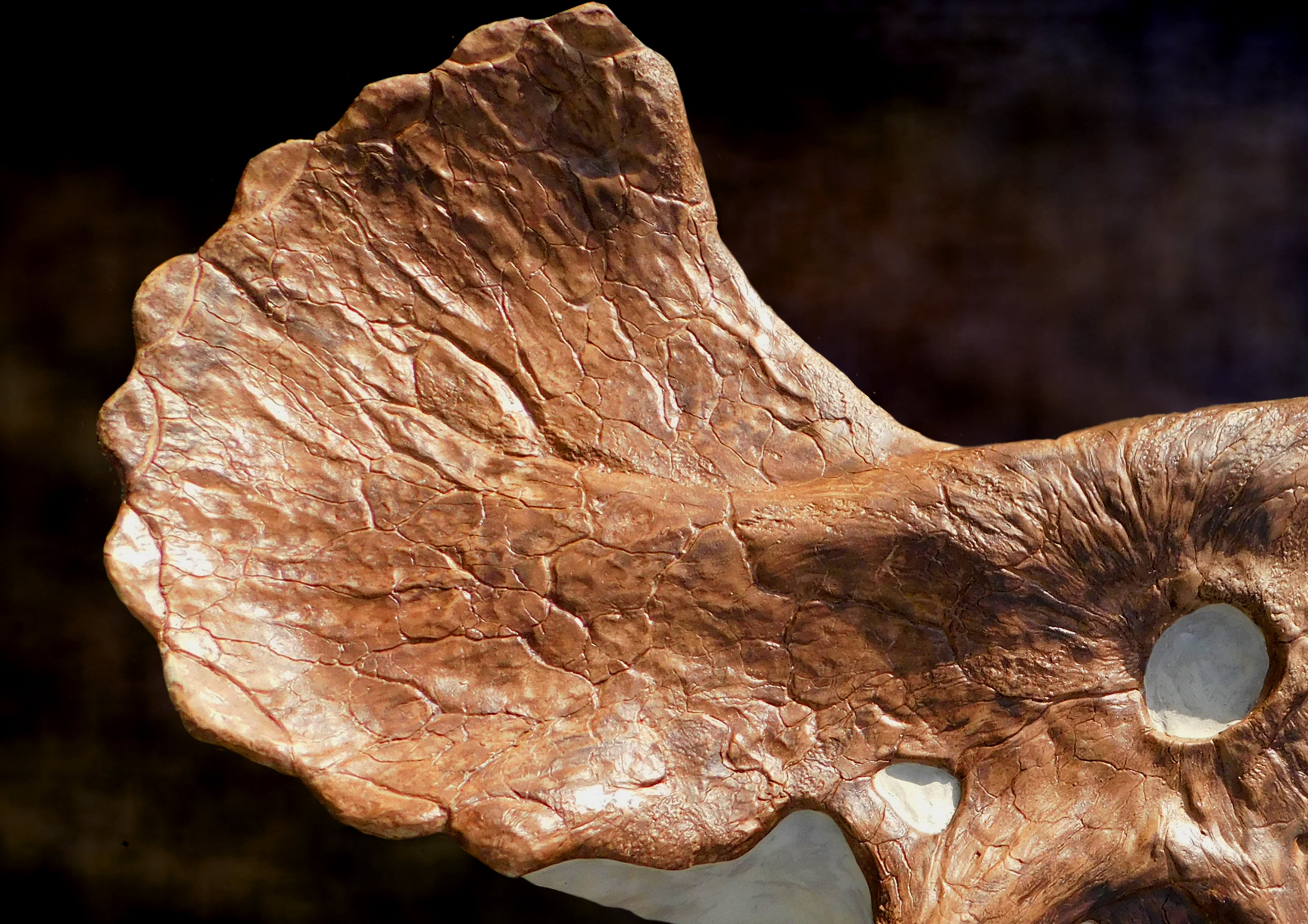 Triceratops prorsus Life Sized 1.3m Skull Replica — The Prehistoric Store