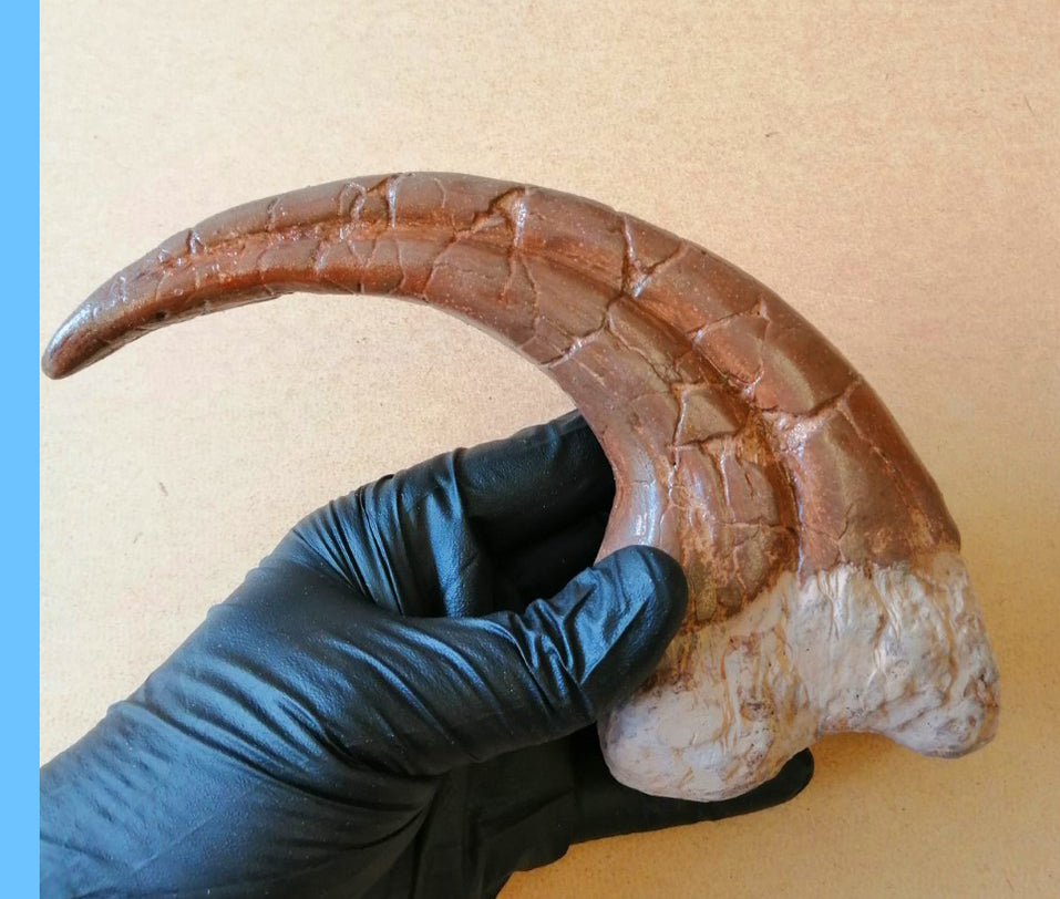Giganotosaurus Life Sized 11" Claw Replica — The Prehistoric Store
